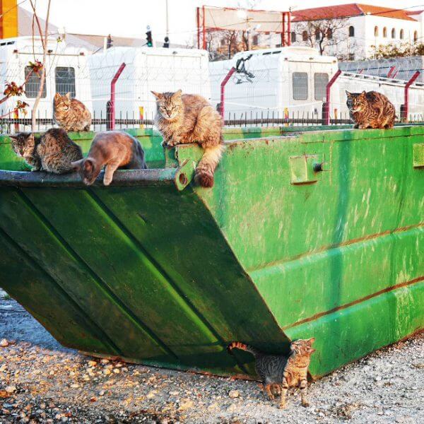 7 Days of Beautiful Feral Israeli Cats