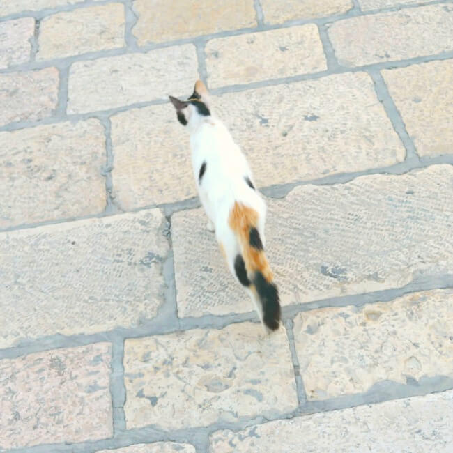 7 Days of Beautiful Feral Israeli Cats