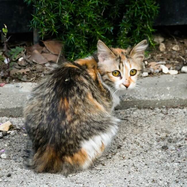 7 Days of Beautiful Feral Israeli Cats